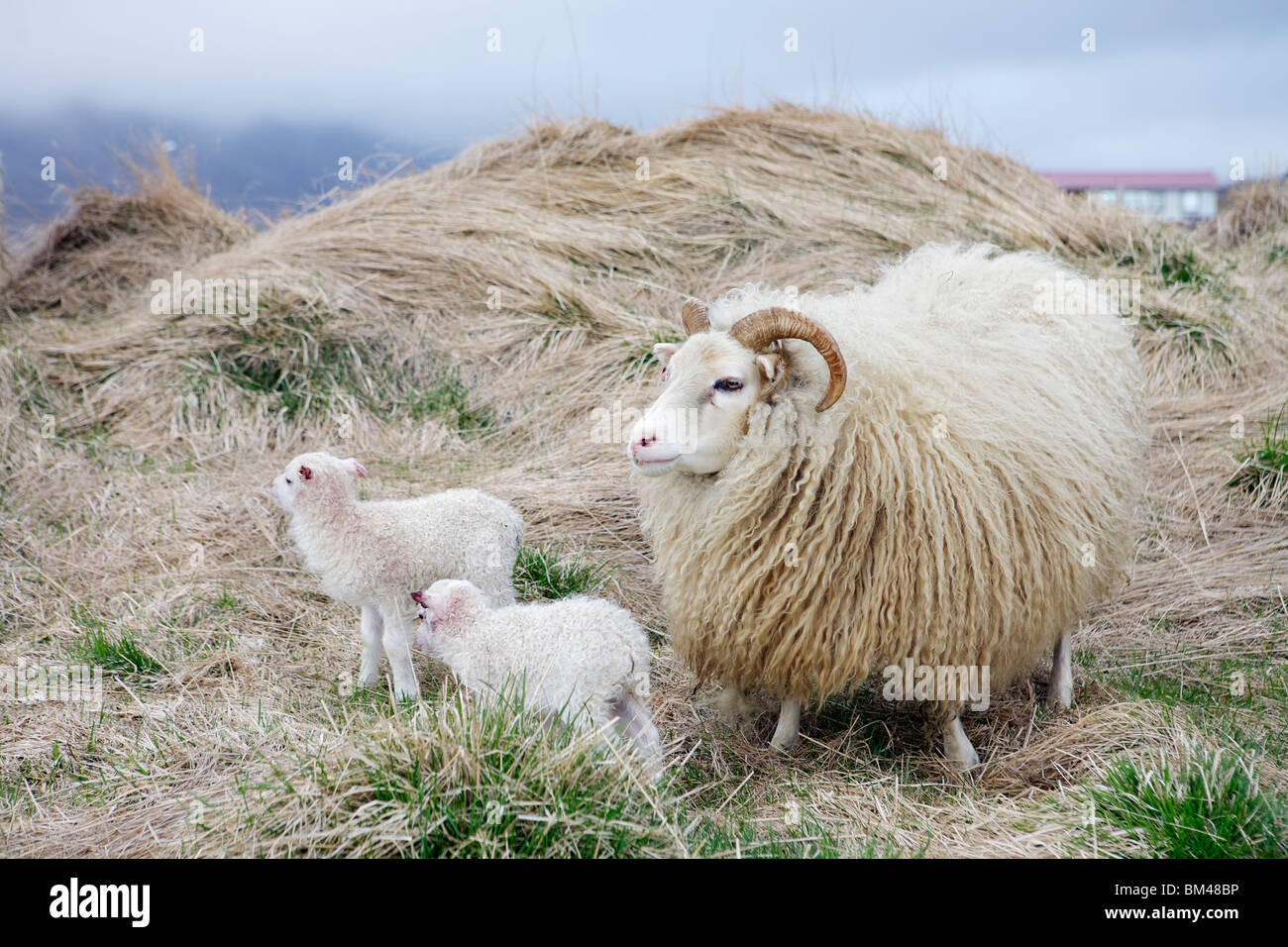 Icelandic Sheep With Newborn Lambs Stock Photo Alamy