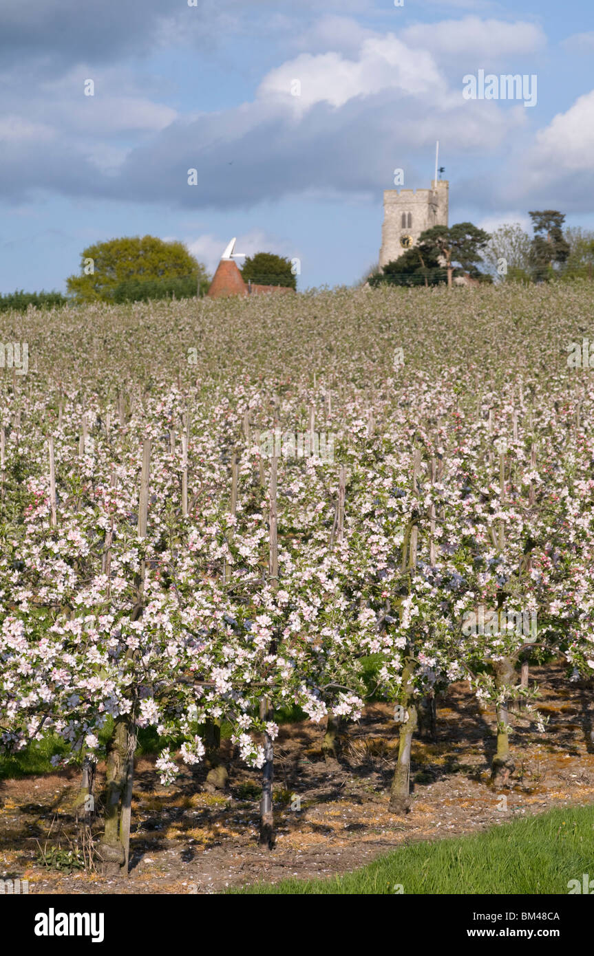 apple orchard kent england uk Stock Photo - Alamy