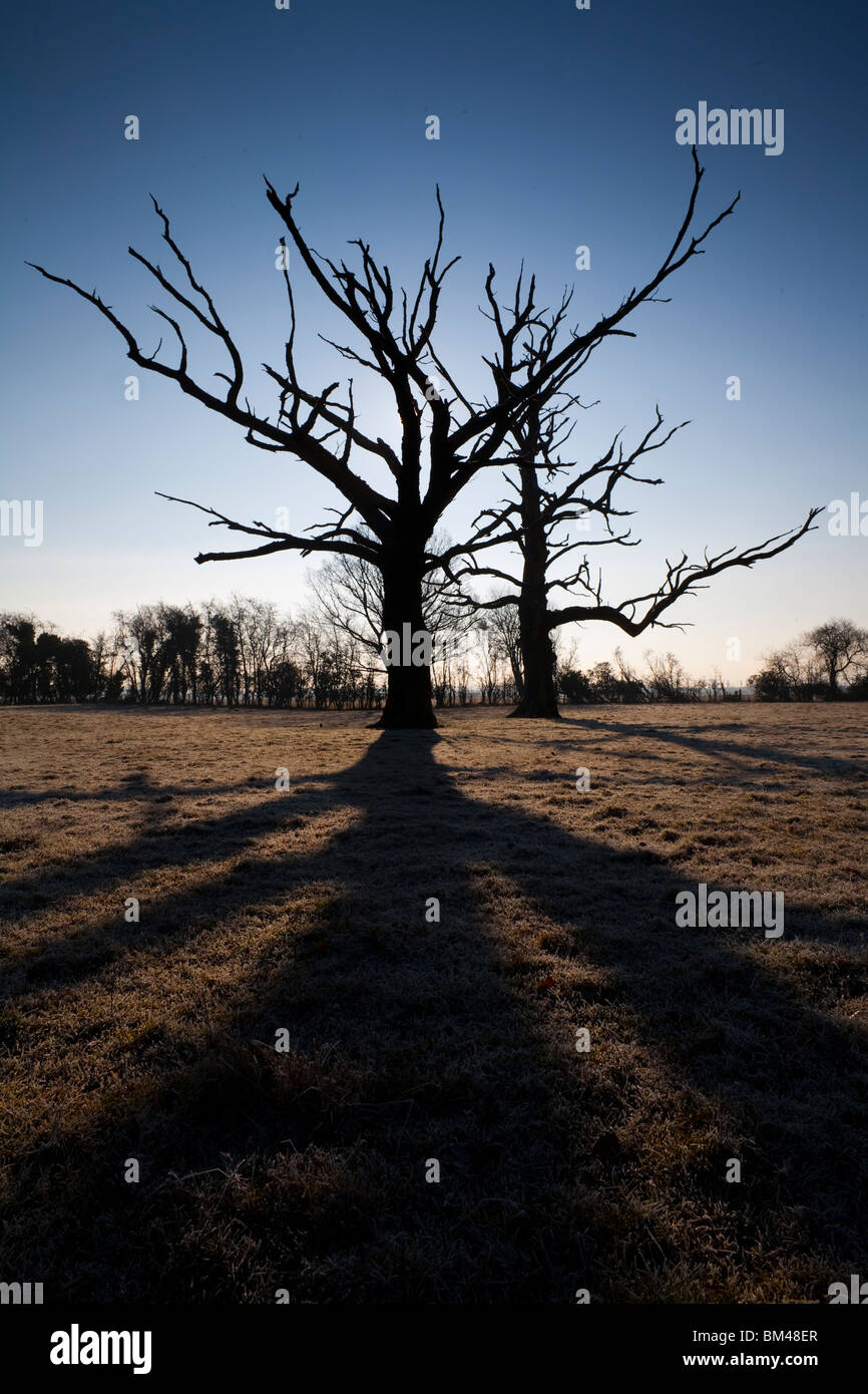 Big dead trees in field Stock Photo - Alamy