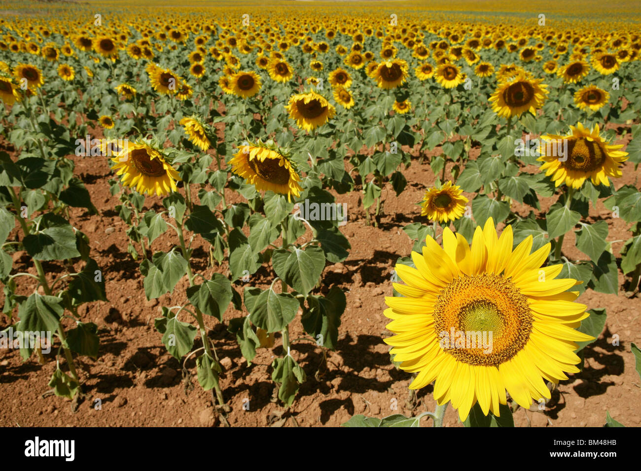 Colorful sunflower plantation with vibrant yellow flowers Stock Photo ...