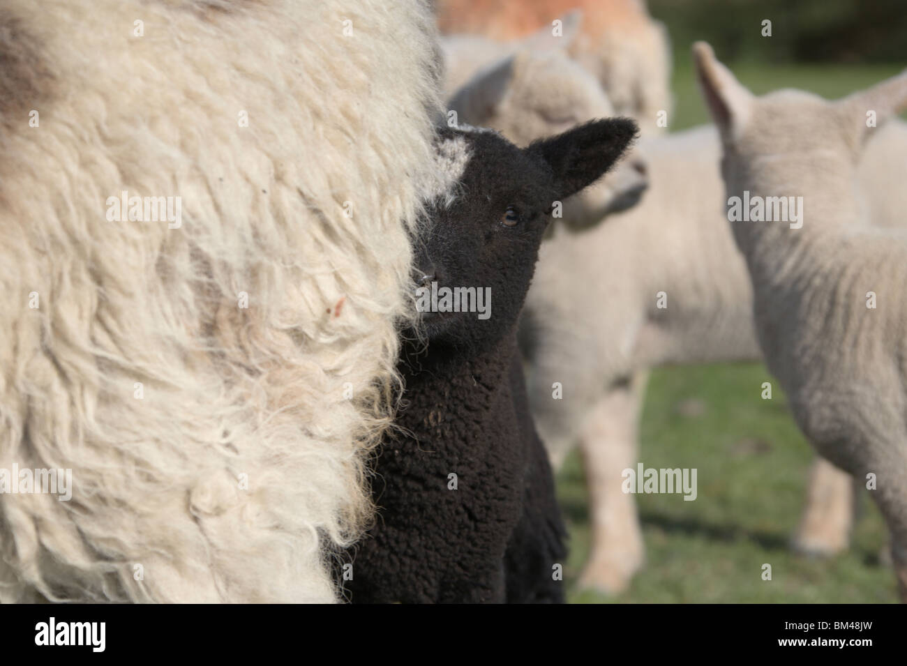 black lamb hiding Stock Photo - Alamy