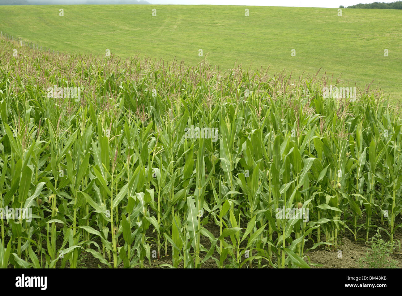 Corn green fields landscape outdoors background cornfields Stock Photo ...