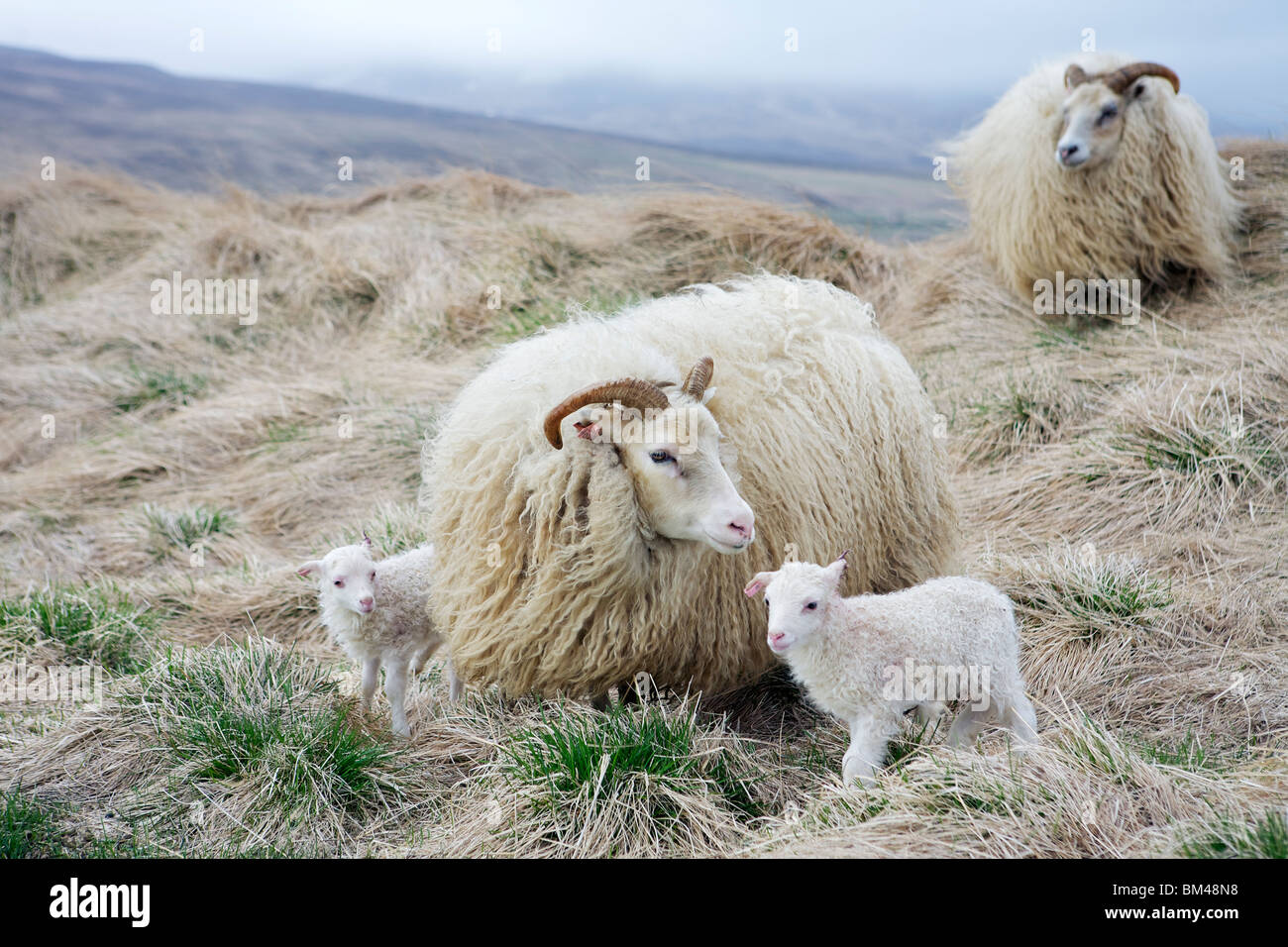 Newborn Sheep
