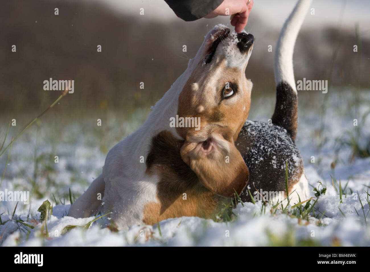 Beagle in snow Stock Photo - Alamy