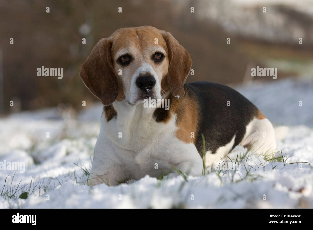Beagle in snow Stock Photo - Alamy