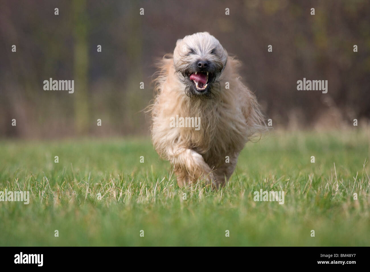 Berger des Pyrenees Stock Photo - Alamy