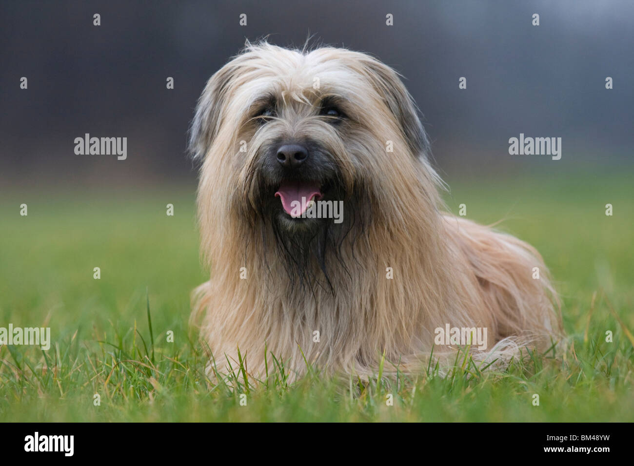 Berger des Pyrenees Stock Photo - Alamy