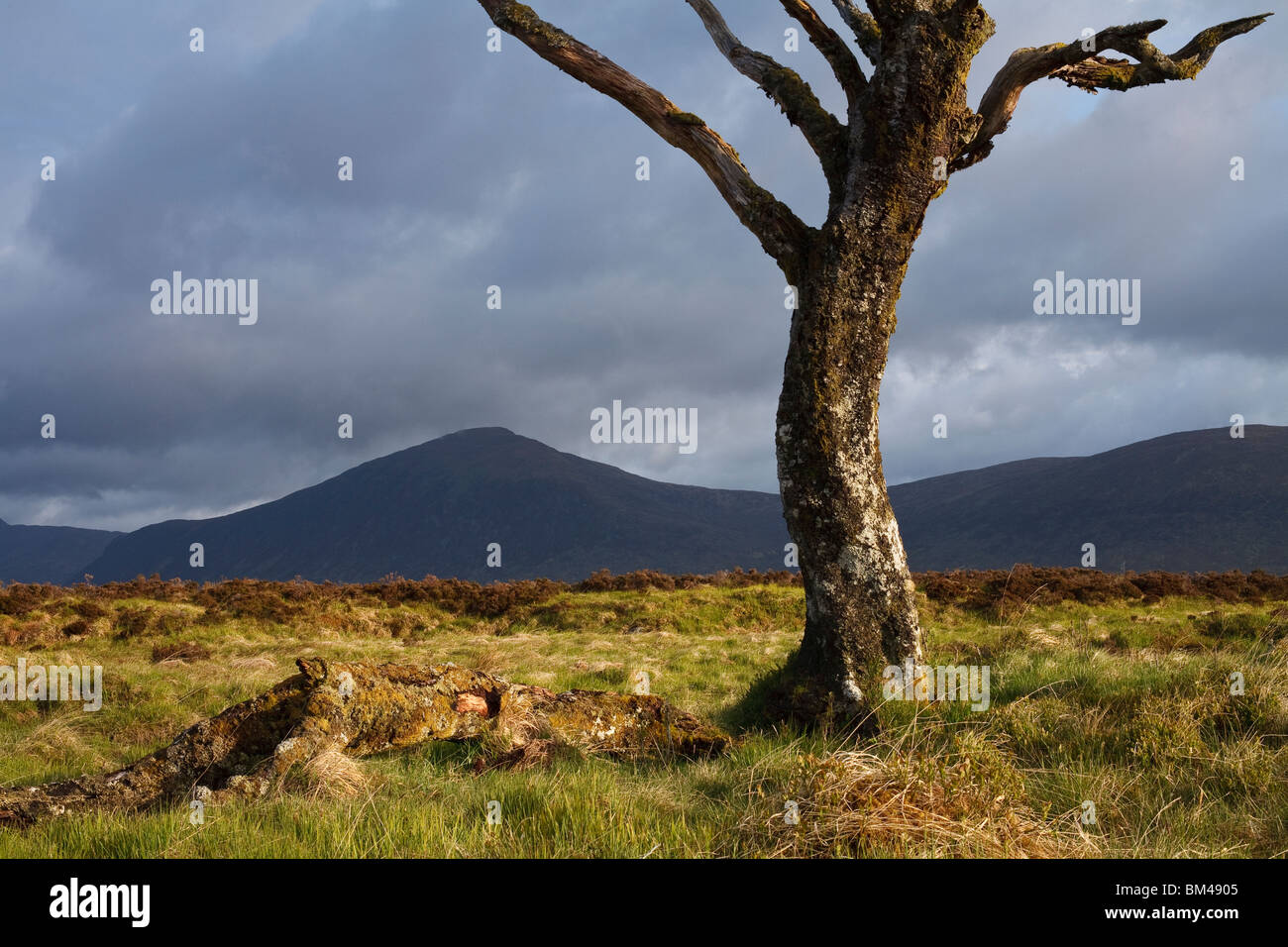 Dead tree on Rannoch Moor Stock Photo - Alamy