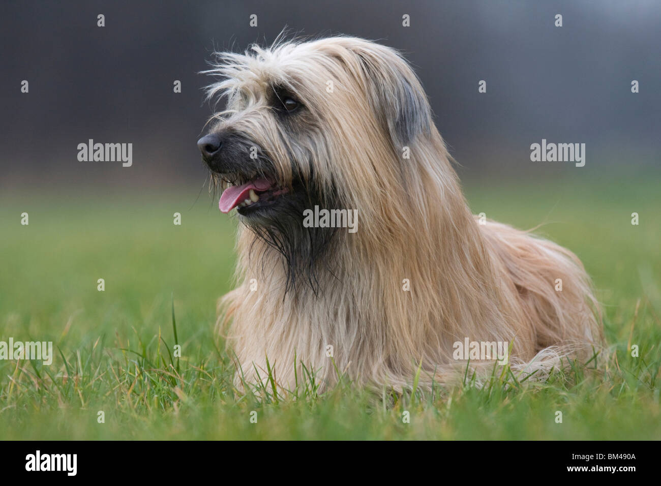 Berger des Pyrenees Stock Photo - Alamy