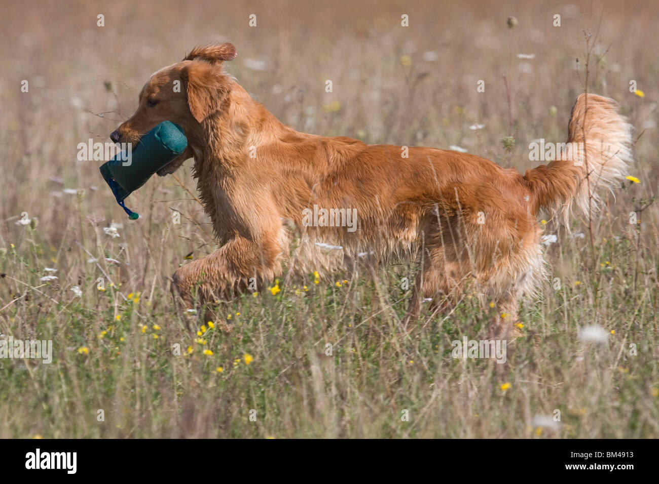 Golden Retriever apports Dummy Stock Photo - Alamy