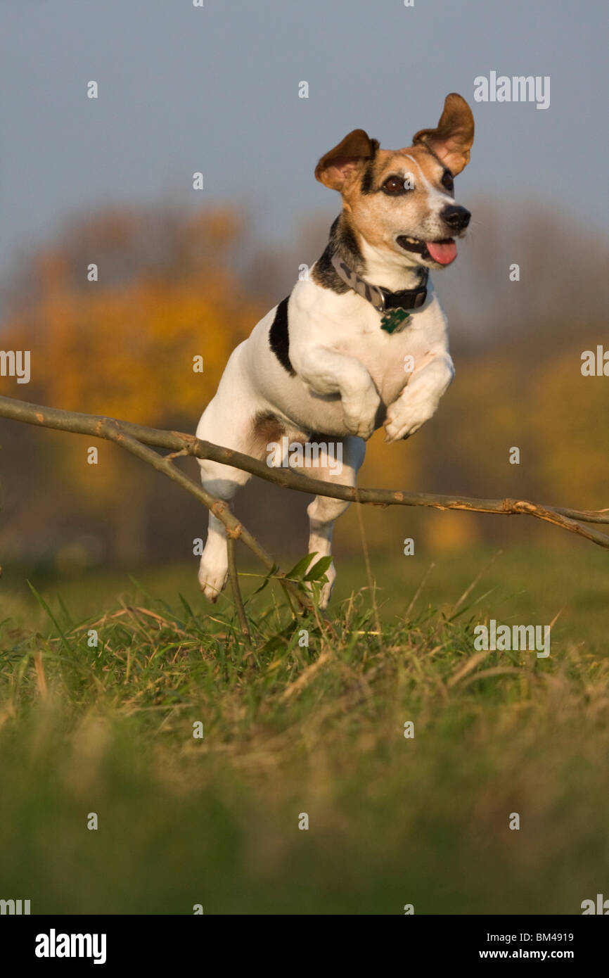jumping Jack Russell Terrier Stock Photo - Alamy