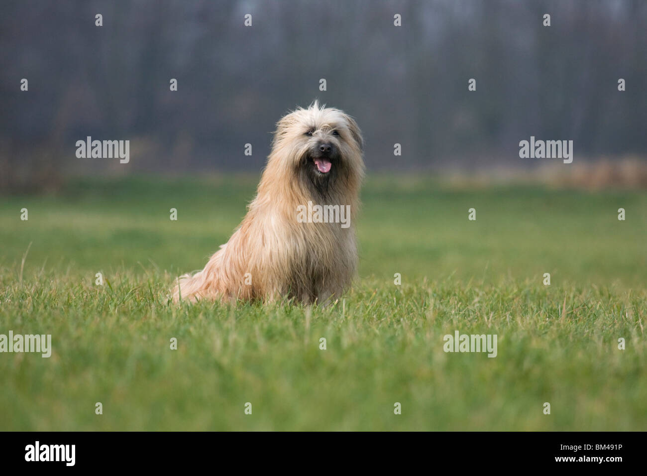 Berger des Pyrenees Stock Photo - Alamy