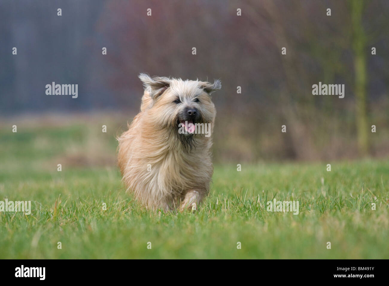 Berger des Pyrenees Stock Photo - Alamy