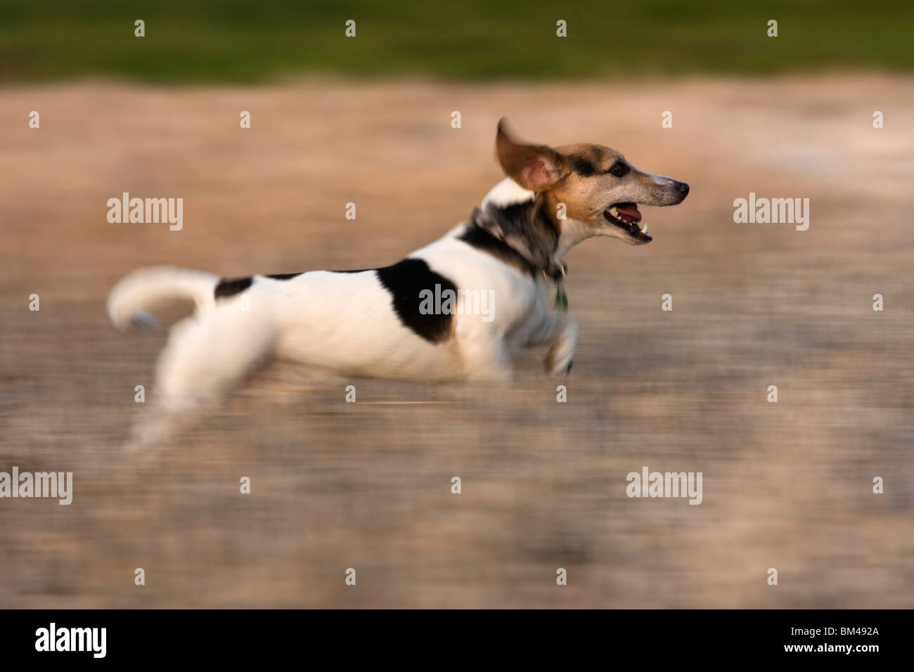 running Jack Russell Terrier Stock Photo - Alamy