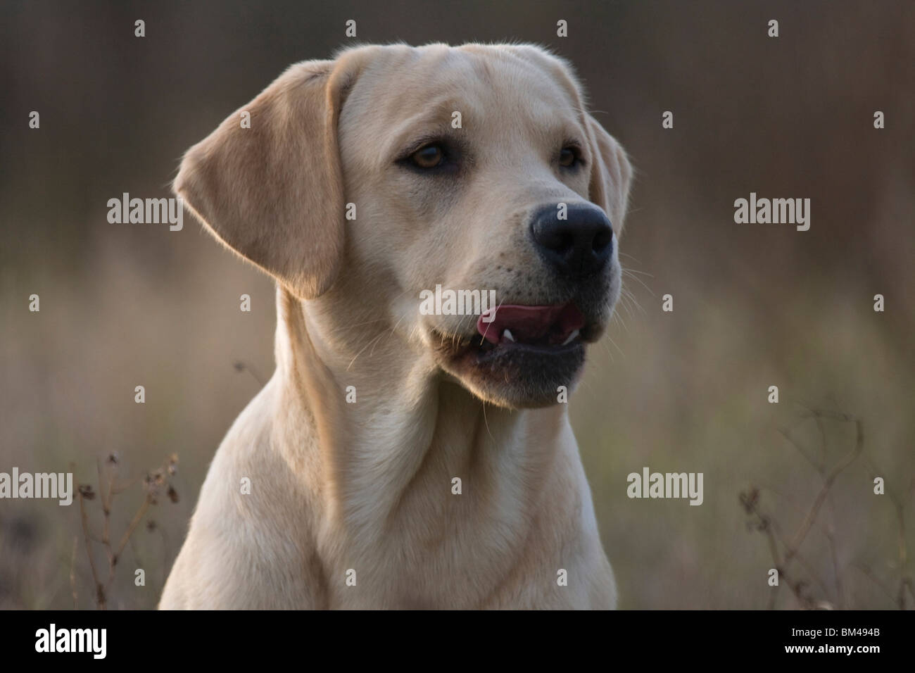 Labrador Retriever Portrait Stock Photo - Alamy