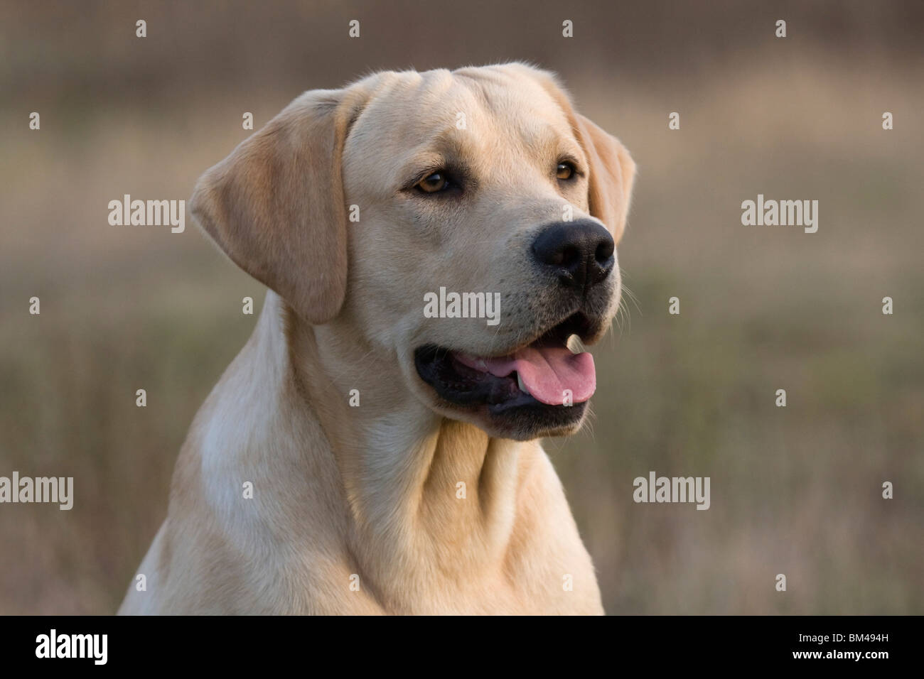 Labrador Retriever Portrait Stock Photo - Alamy