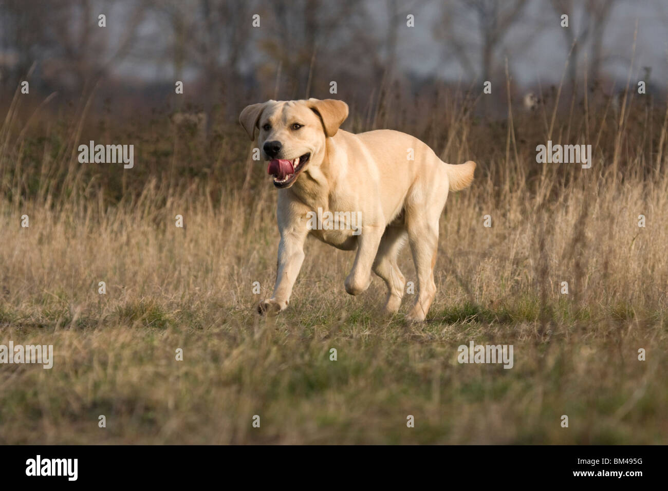 running Labrador Retriever Stock Photo - Alamy