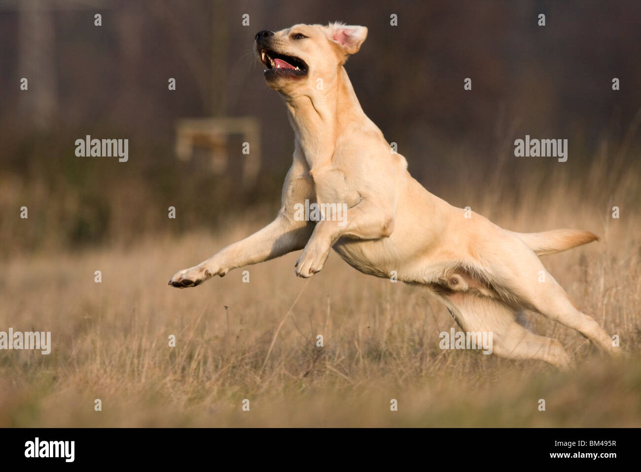 running Labrador Retriever Stock Photo - Alamy