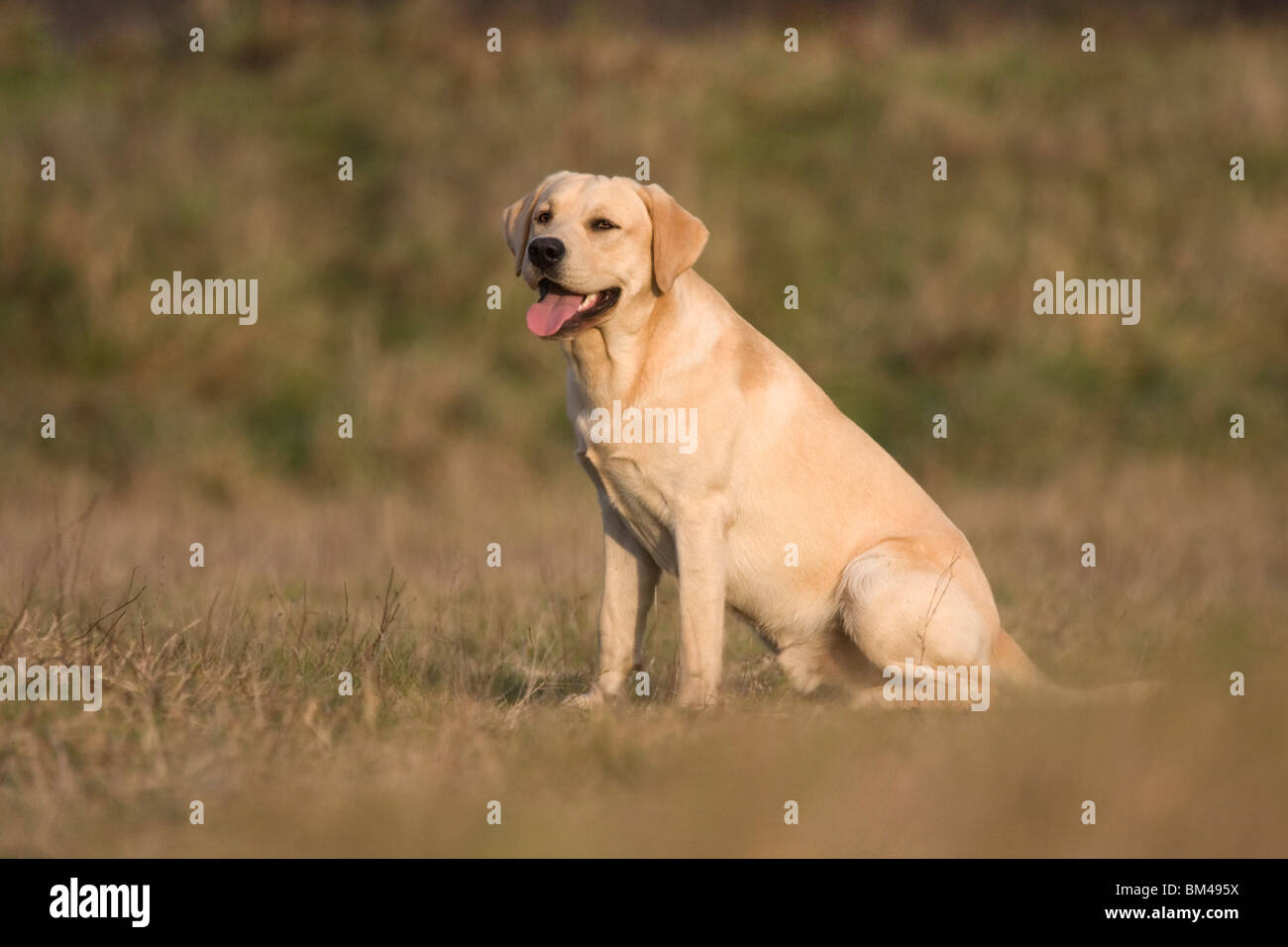 sitting Labrador Retriever Stock Photo - Alamy