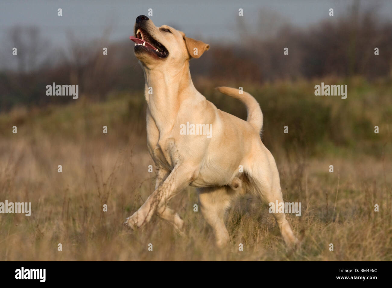running Labrador Retriever Stock Photo - Alamy
