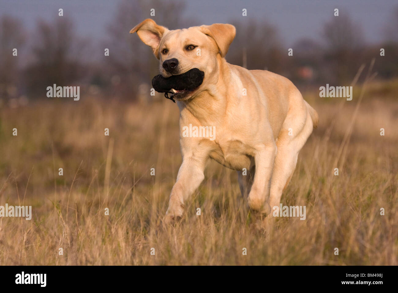 running Labrador Retriever Stock Photo - Alamy