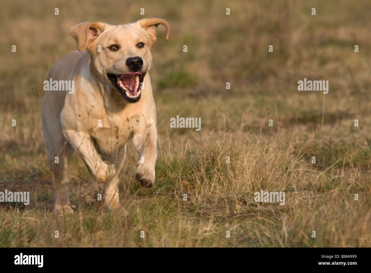 running Labrador Retriever Stock Photo - Alamy