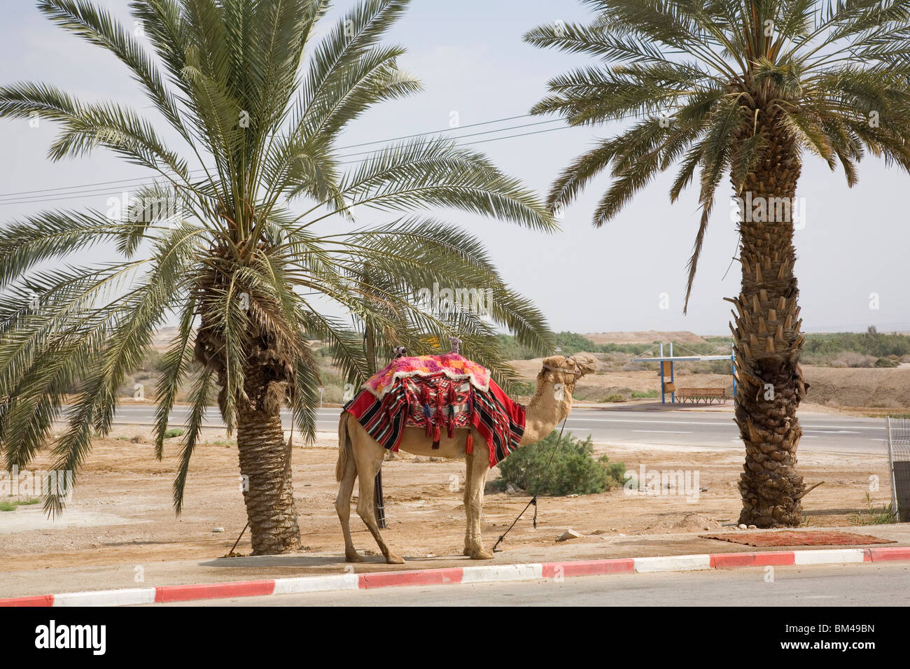 Camel riding israel hi-res stock photography and images - Alamy