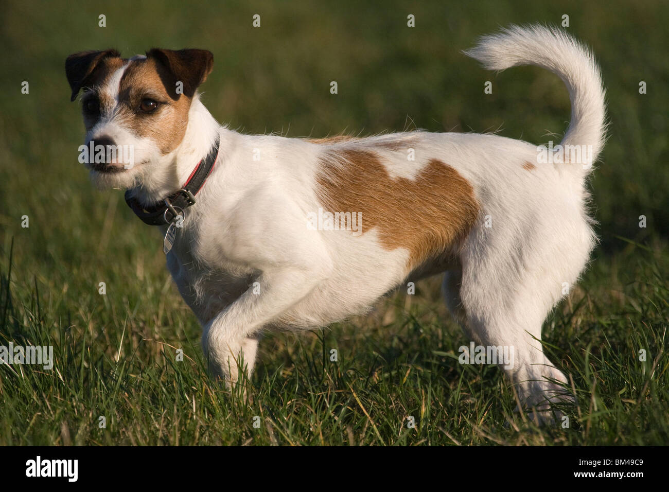 Parson Russell Terrier Stock Photo - Alamy