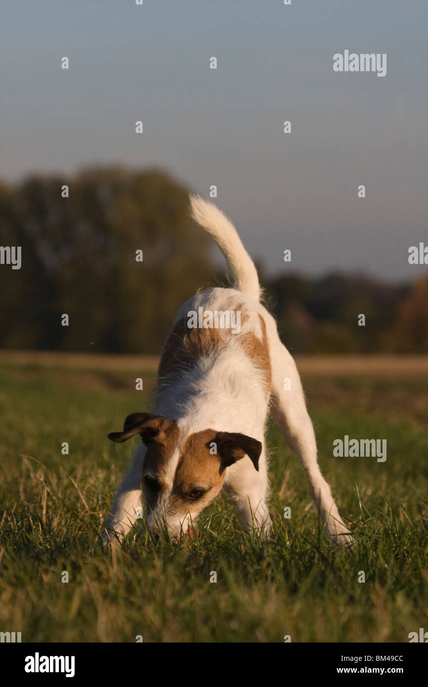 Parson Russell Terrier Stock Photo - Alamy