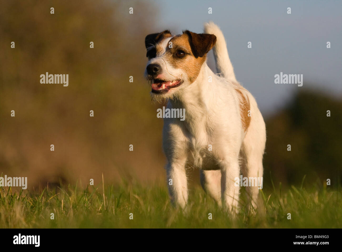 Parson Russell Terrier Stock Photo - Alamy