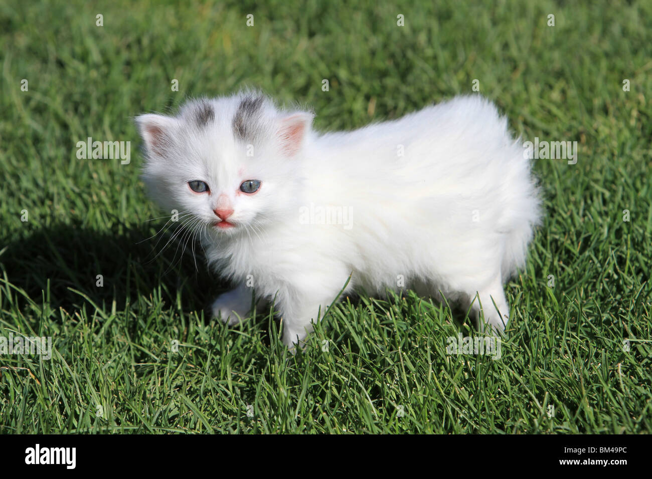 Baby kitten walking on green grass. Cute and cuddly with bright eyes ...