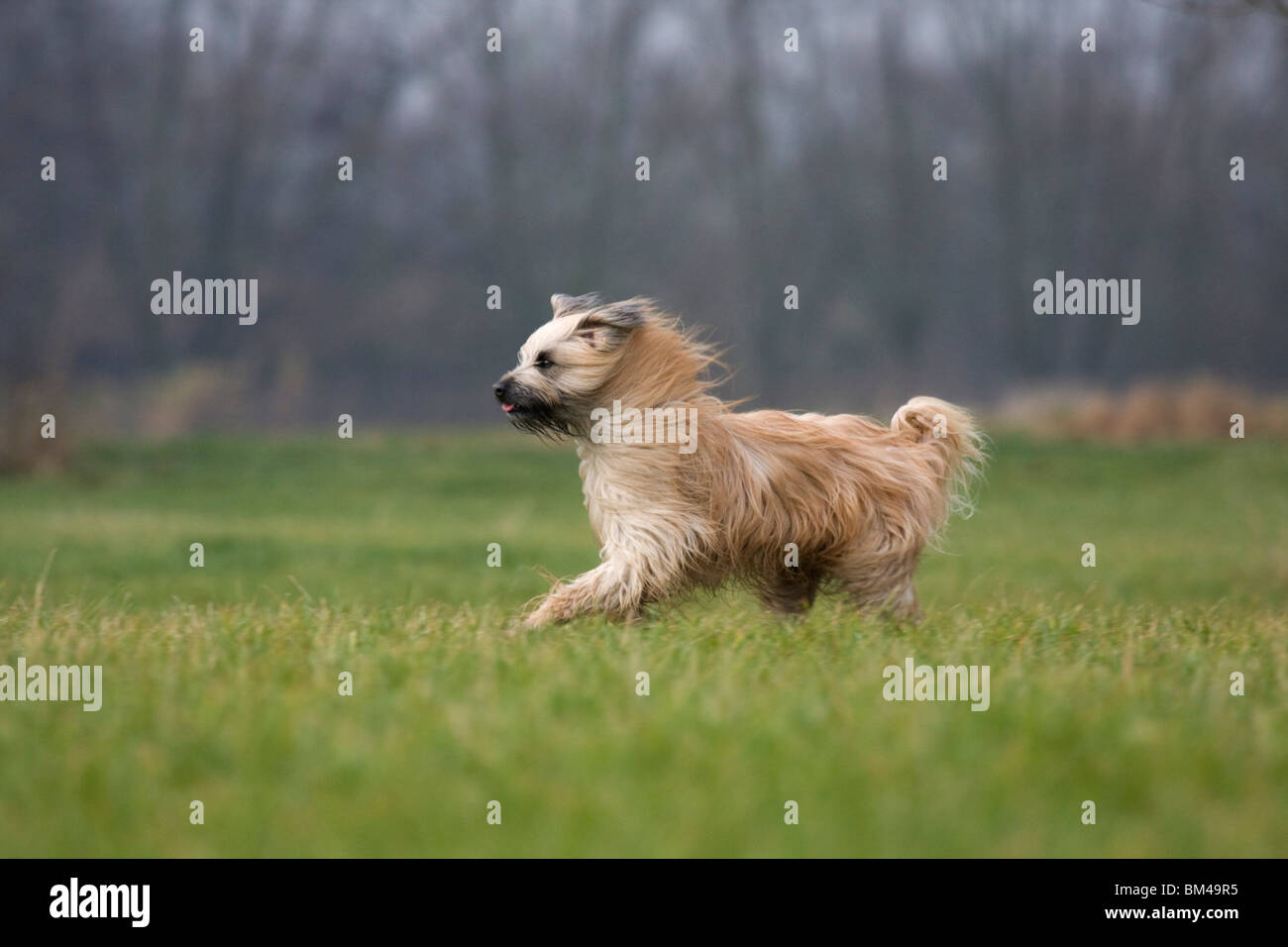Berger des Pyrenees Stock Photo - Alamy