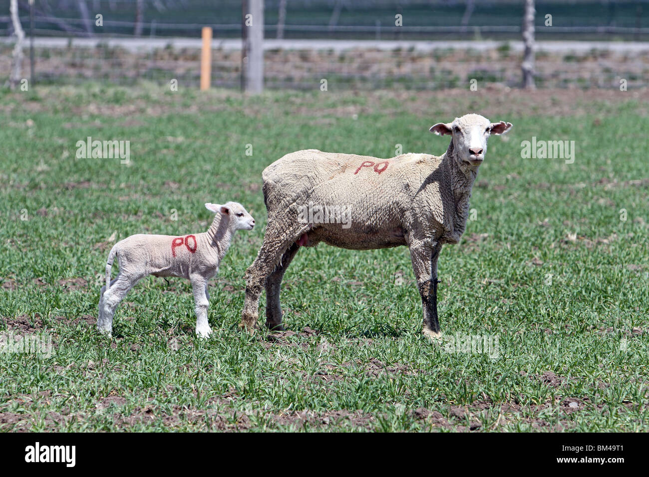 Mother sheep, ewe and baby lamb early spring in farm field Stock Photo ...