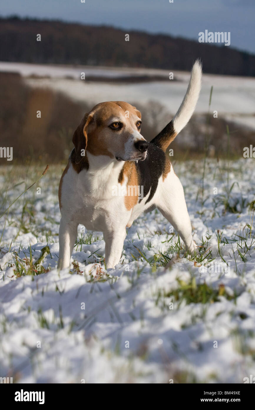 Beagle in snow Stock Photo - Alamy
