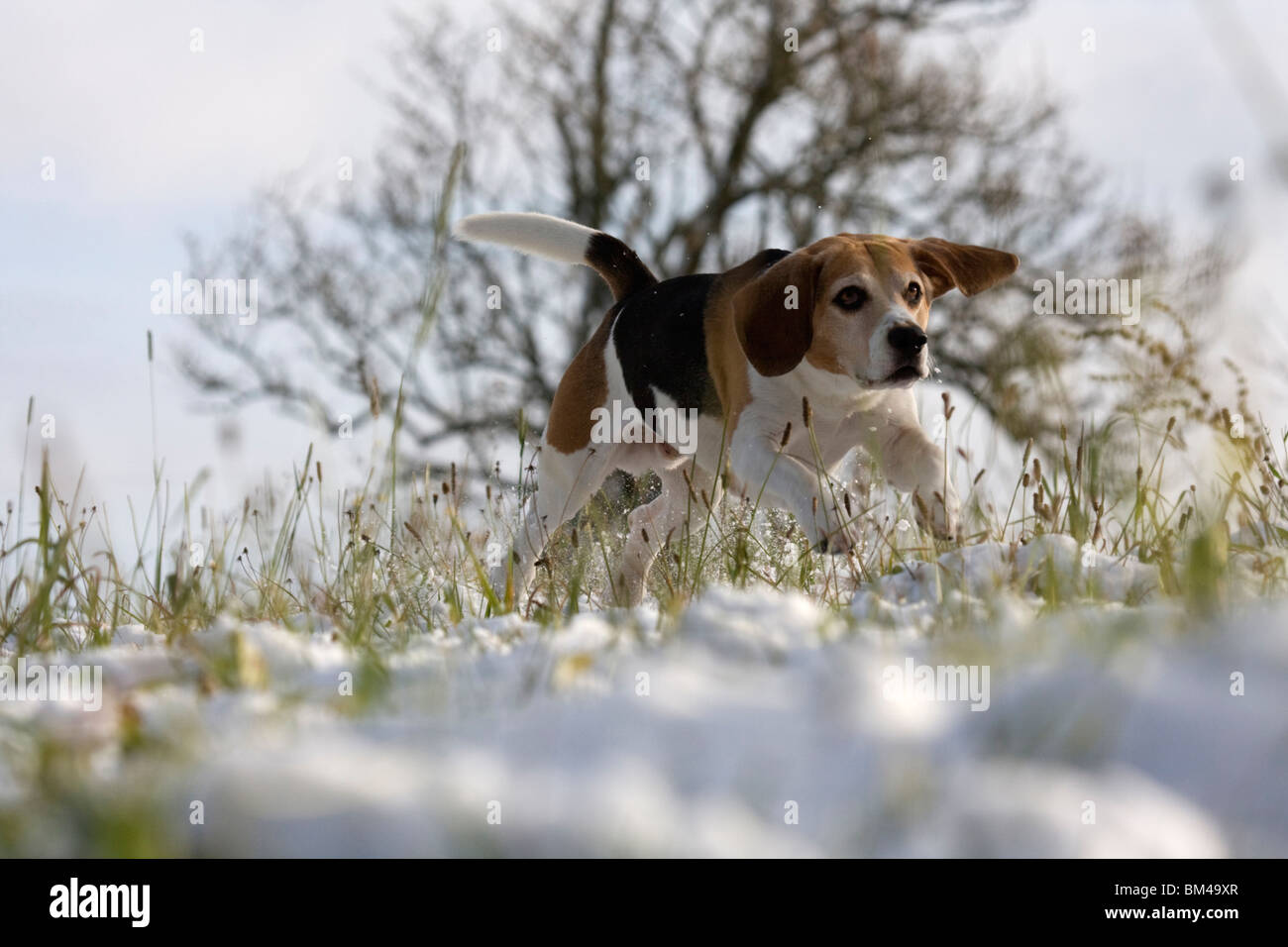Beagle running side view hi-res stock photography and images - Alamy