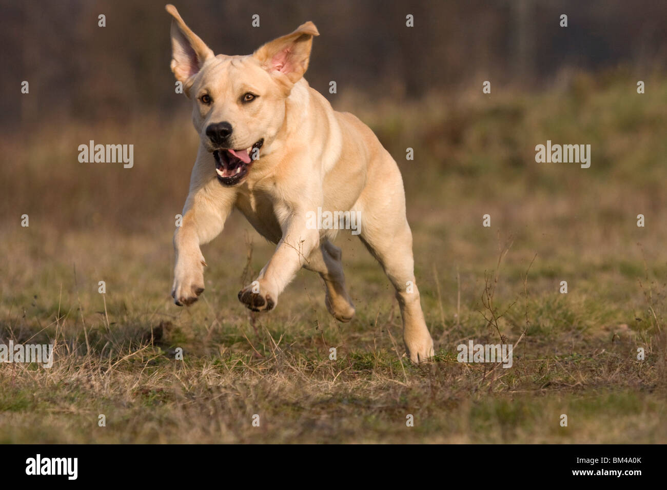 running Labrador Retriever Stock Photo - Alamy