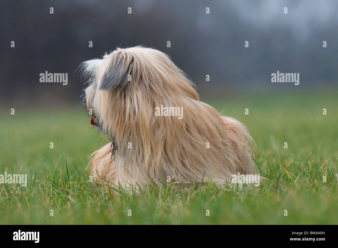 Berger des pyrenees hi-res stock photography and images - Alamy