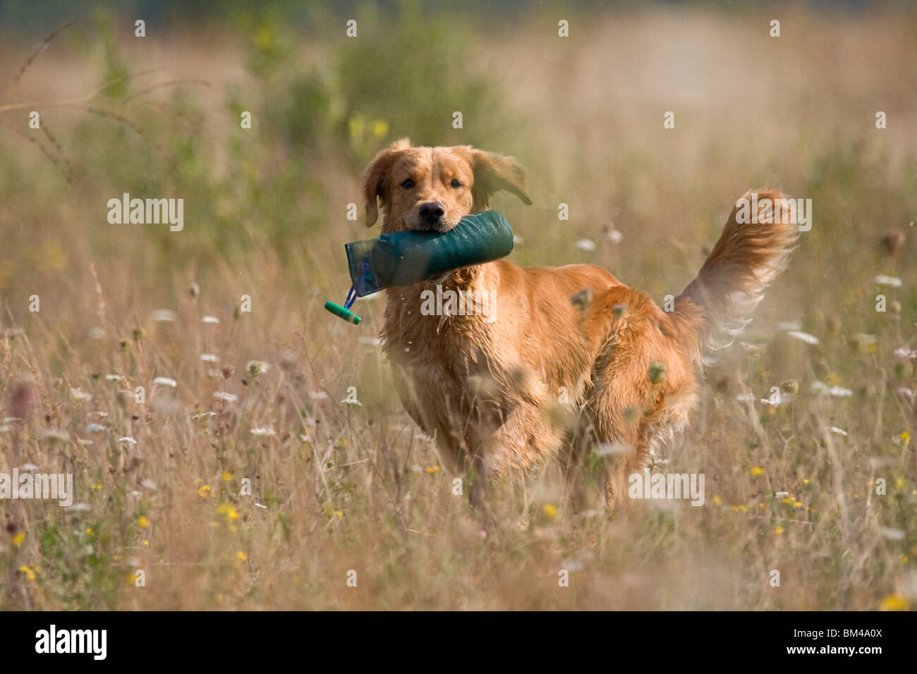 Golden Retriever apports Dummy Stock Photo - Alamy