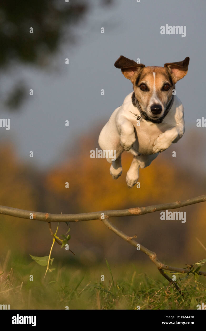 jumping Jack Russell Terrier Stock Photo - Alamy