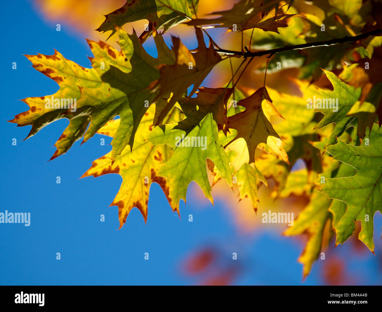Autumn Colour Leaves Stock Photo - Alamy
