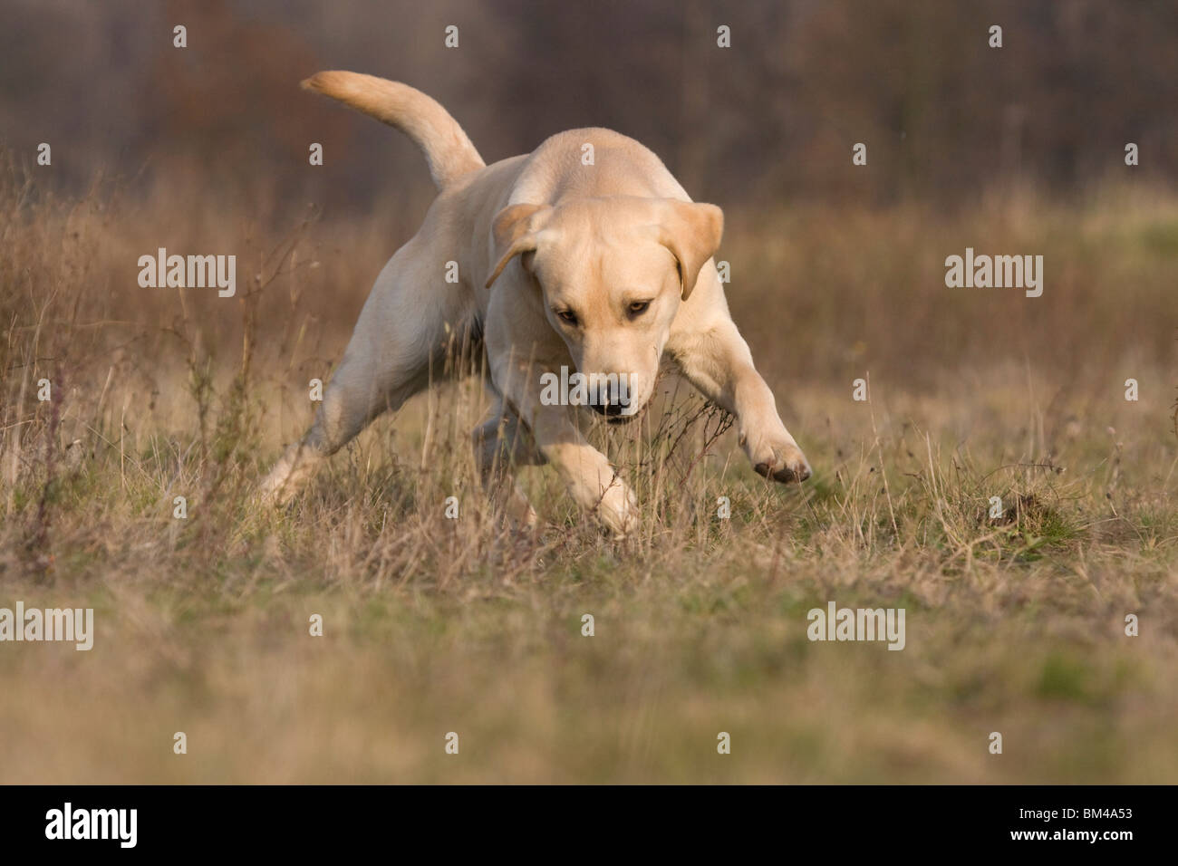 running Labrador Retriever Stock Photo - Alamy