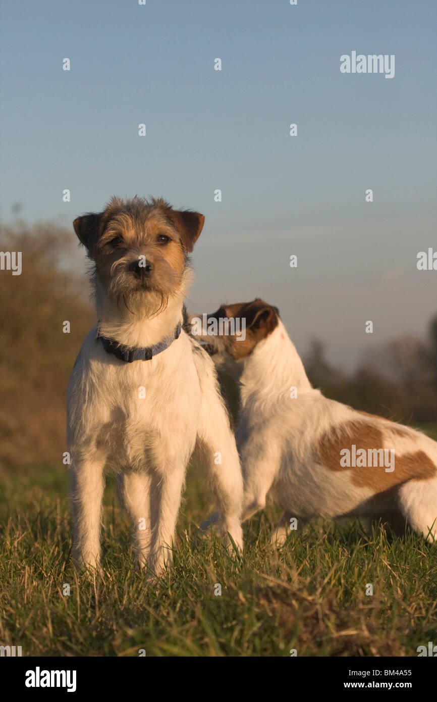 Parson Russell Terrier Stock Photo - Alamy