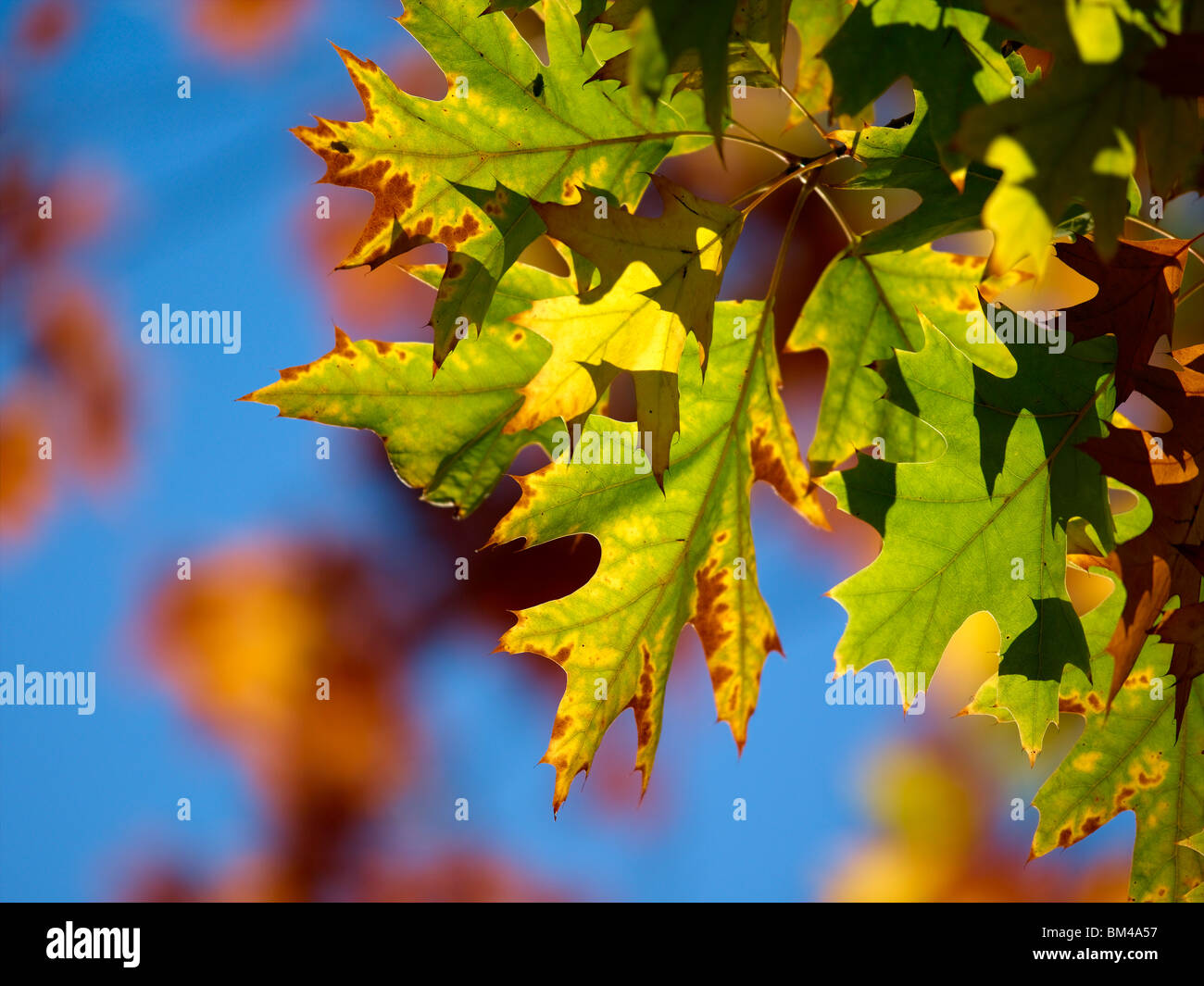Autumn Colour Leaves Stock Photo - Alamy