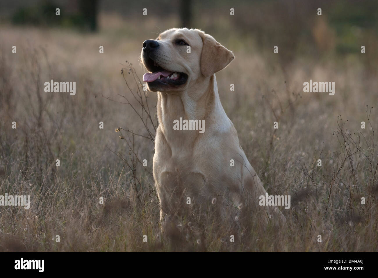 sitting Labrador Retriever Stock Photo - Alamy
