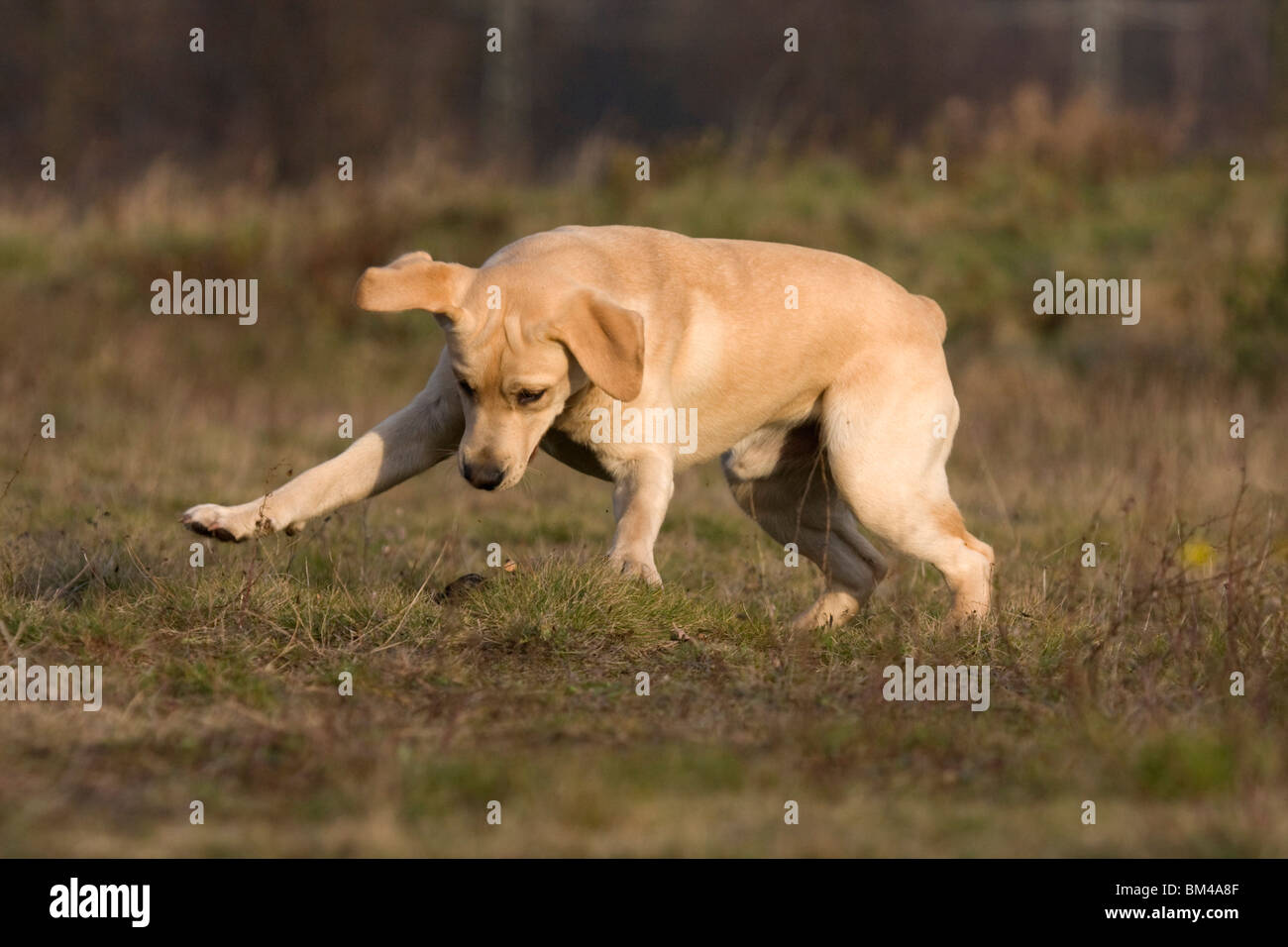running Labrador Retriever Stock Photo - Alamy