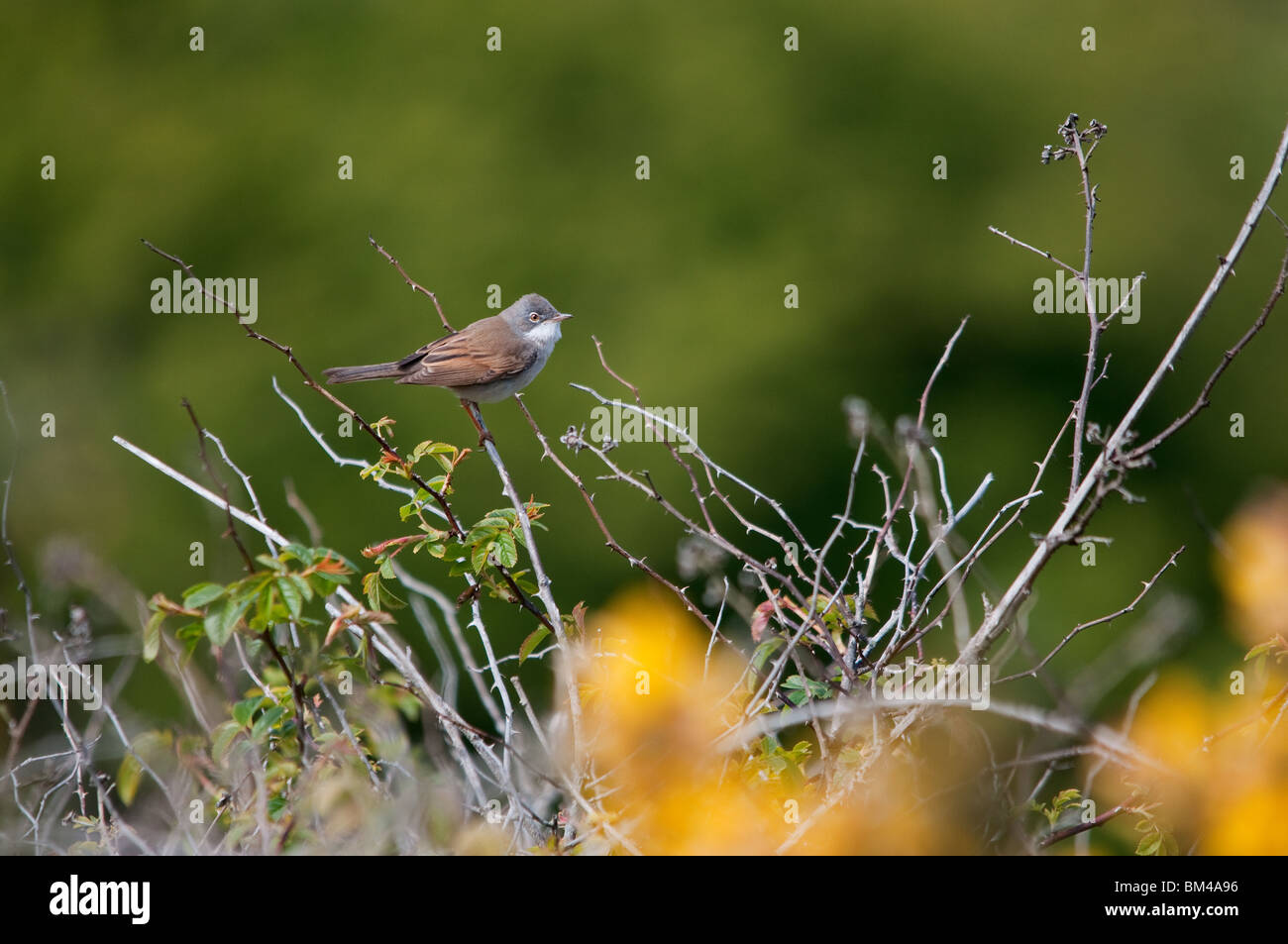 Whitethroat, Sylvia communis member of the Warbler familywarbler Stock ...