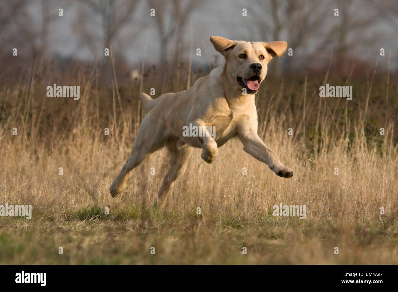 running Labrador Retriever Stock Photo - Alamy