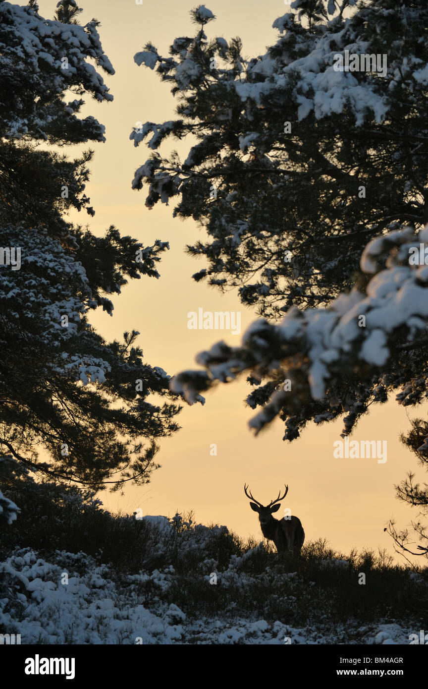 Silhouette Pine Tree High Resolution Stock Photography and Images - Alamy