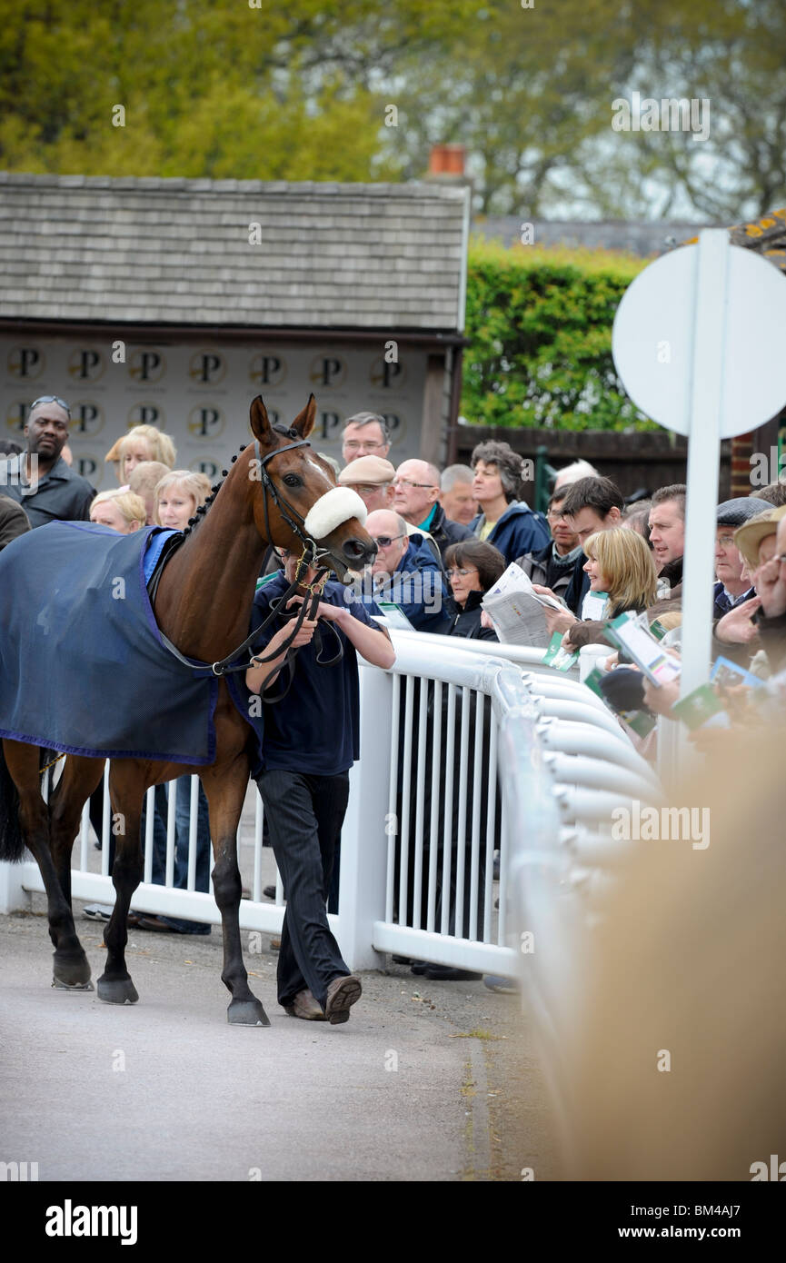 Plumpton Races in Sussex - a horse appears to be smiling to the crowds ...