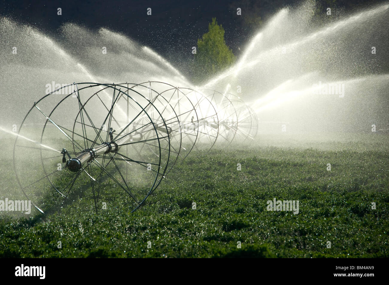 Alfalfa crop hi-res stock photography and images - Alamy